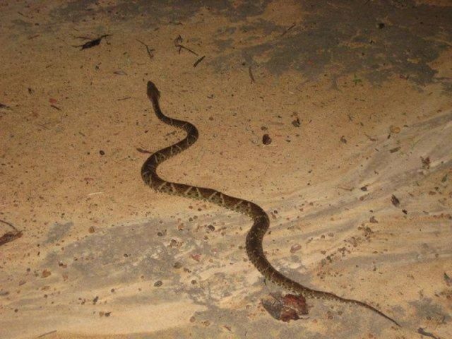 WOMAN DIES FROM SNAKE BITE - HGPTV - Guyana's Nightly News and ...