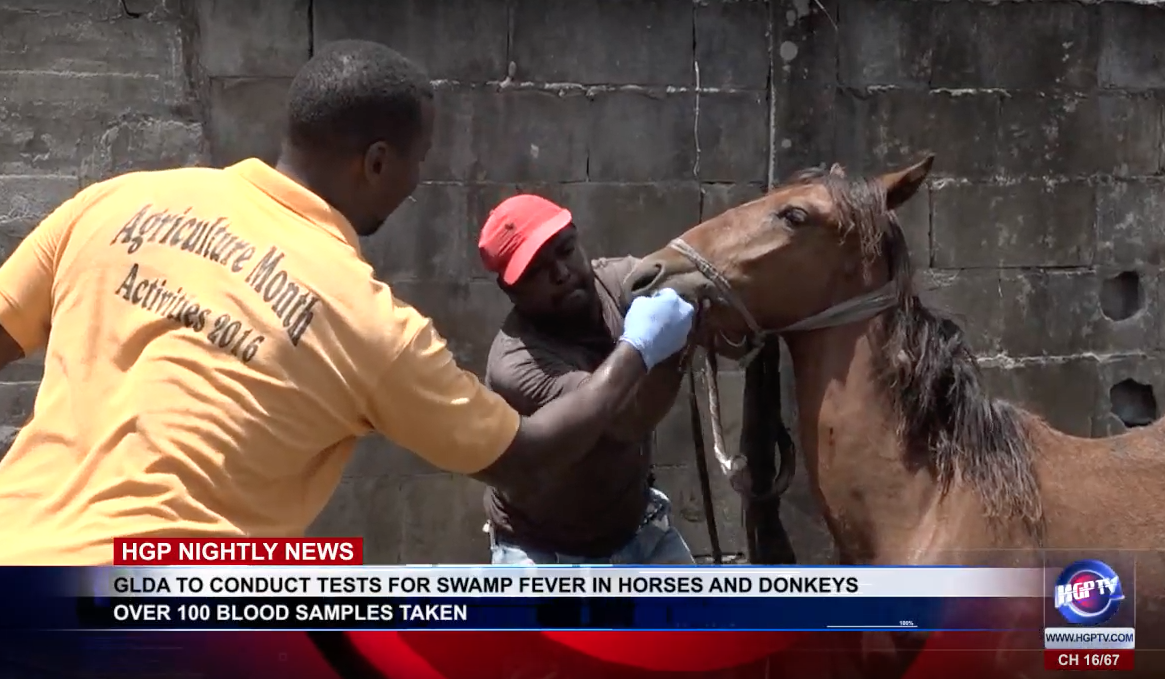GLDA TO CONDUCT TESTS FOR SWAMP FEVER IN HORSES AND DONKEYS - HGPTV ...