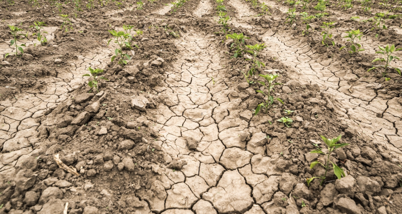 35 children die in Ethiopia amid drought, conflict - HGPTV - Guyana's ...